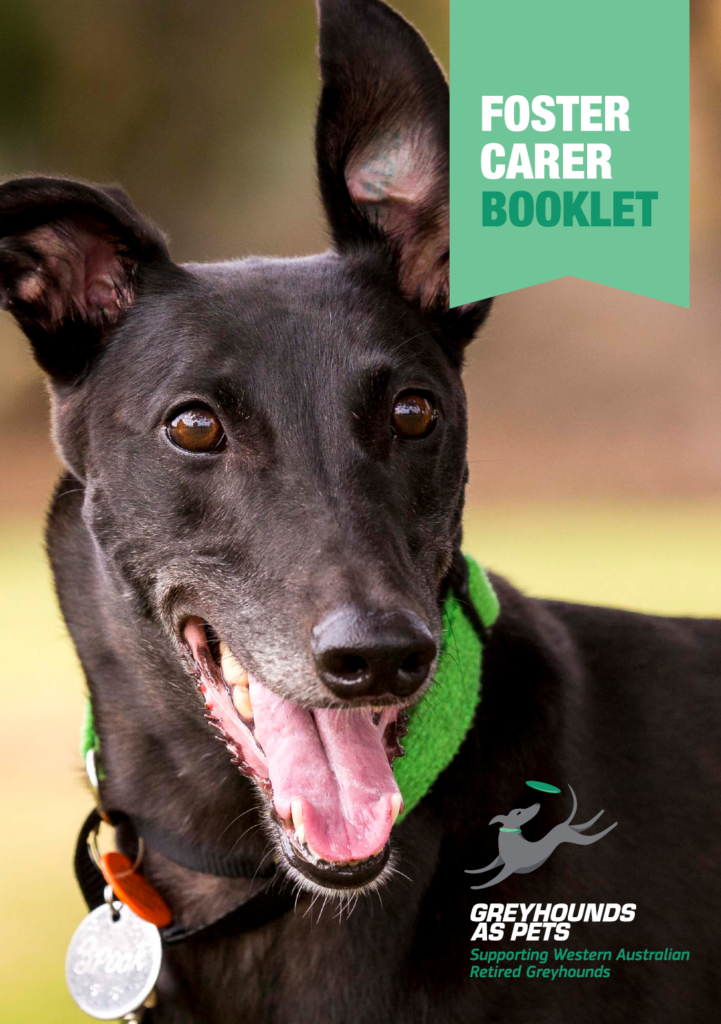 Foster | Greyhounds as Pets