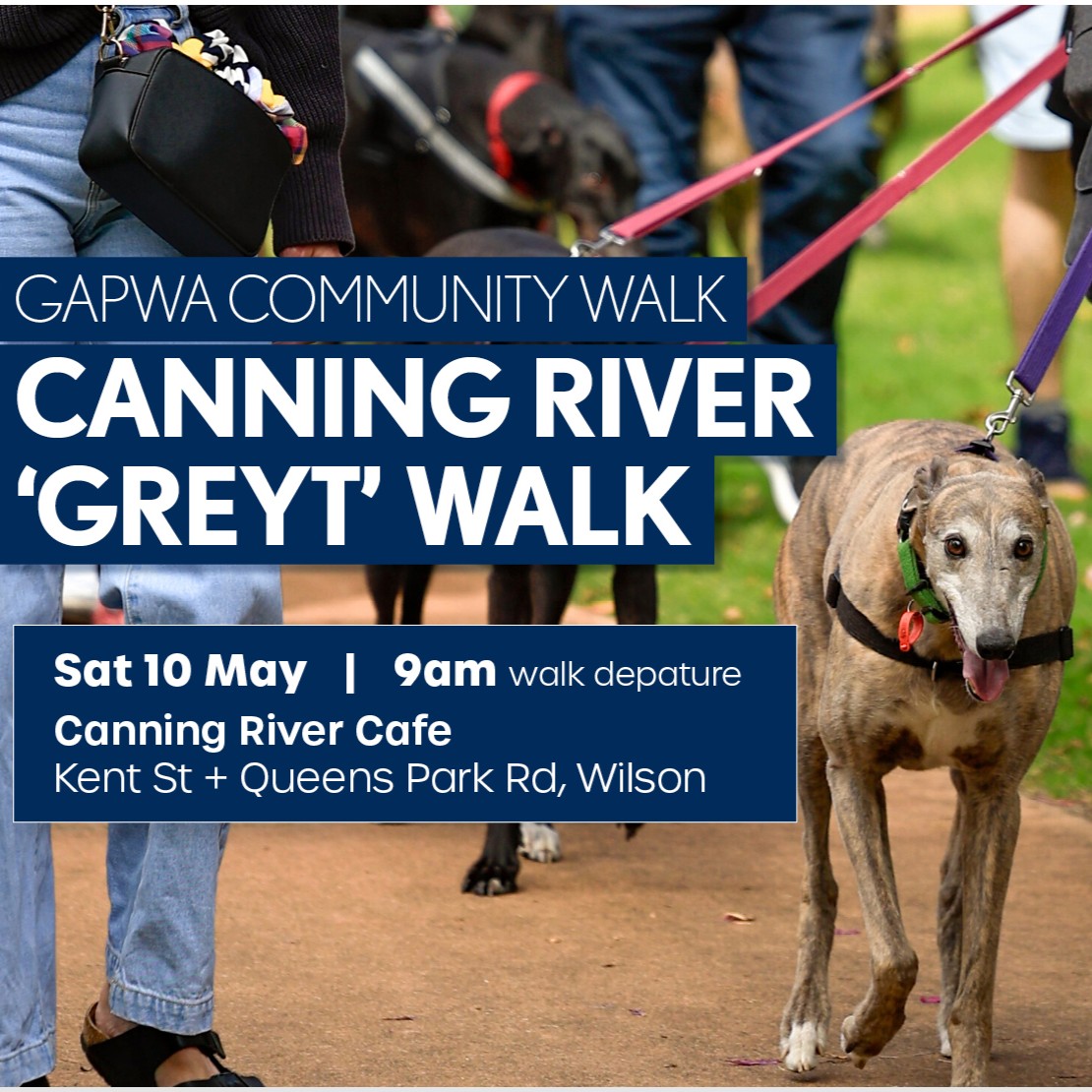 Great Greyhound Gala | 28 June - Greyhounds as Pets