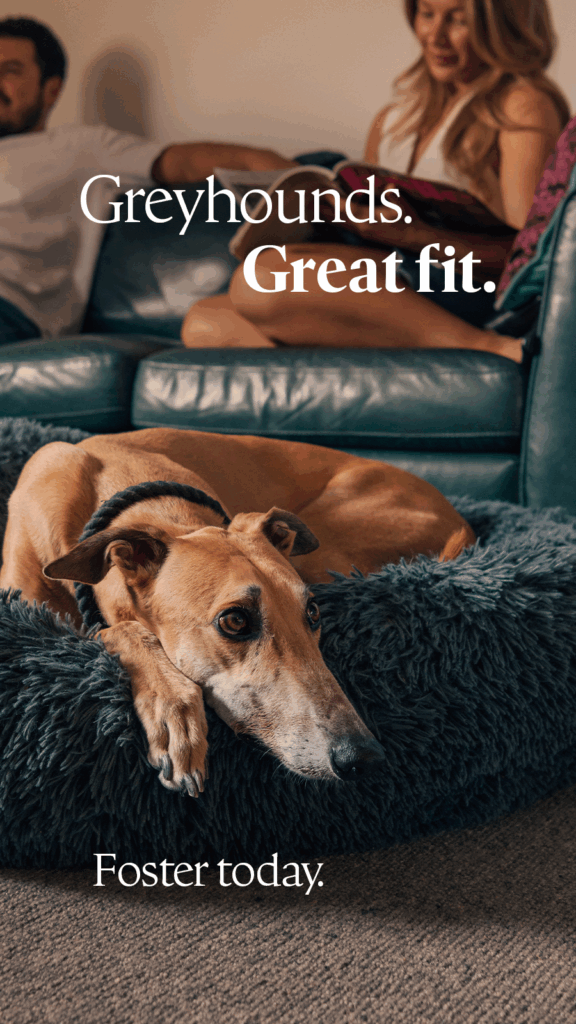Foster | Greyhounds as Pets